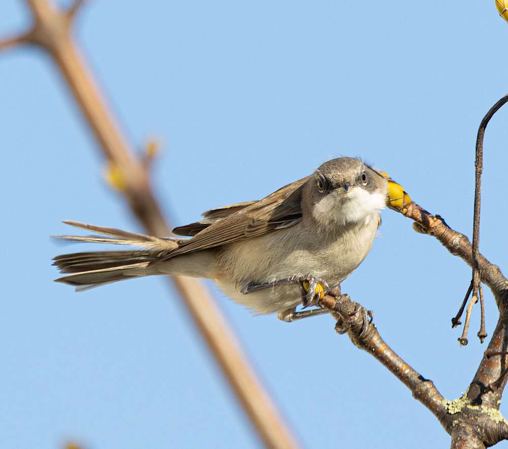 Seaton Bowling Club - Devon Birds