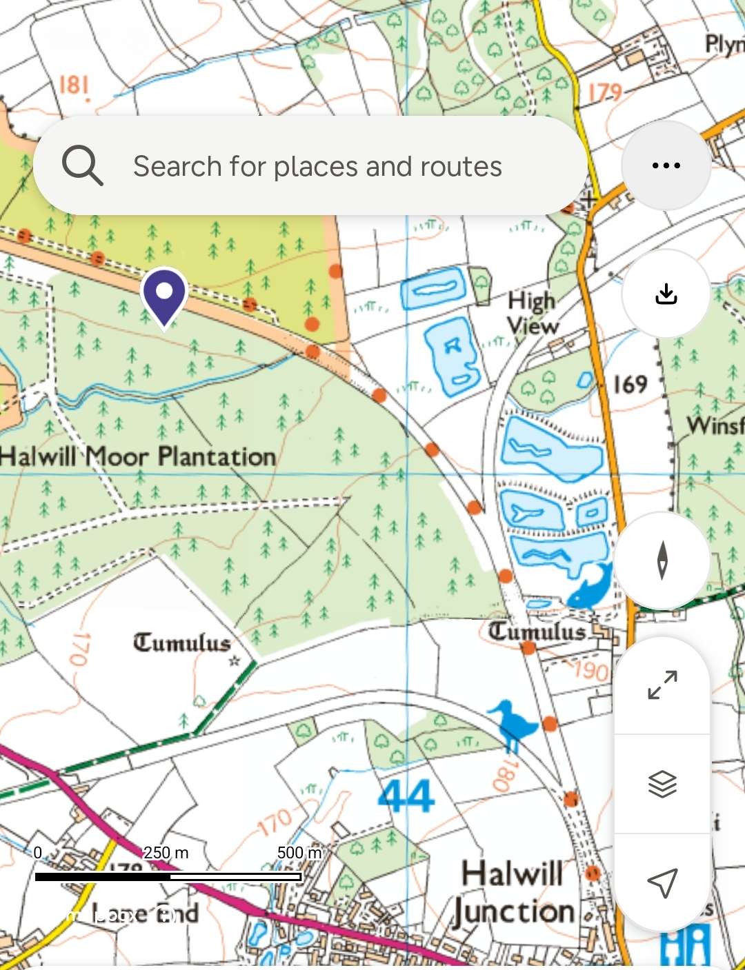 Crossbill at Halwill moor plantation. - Devon Birds