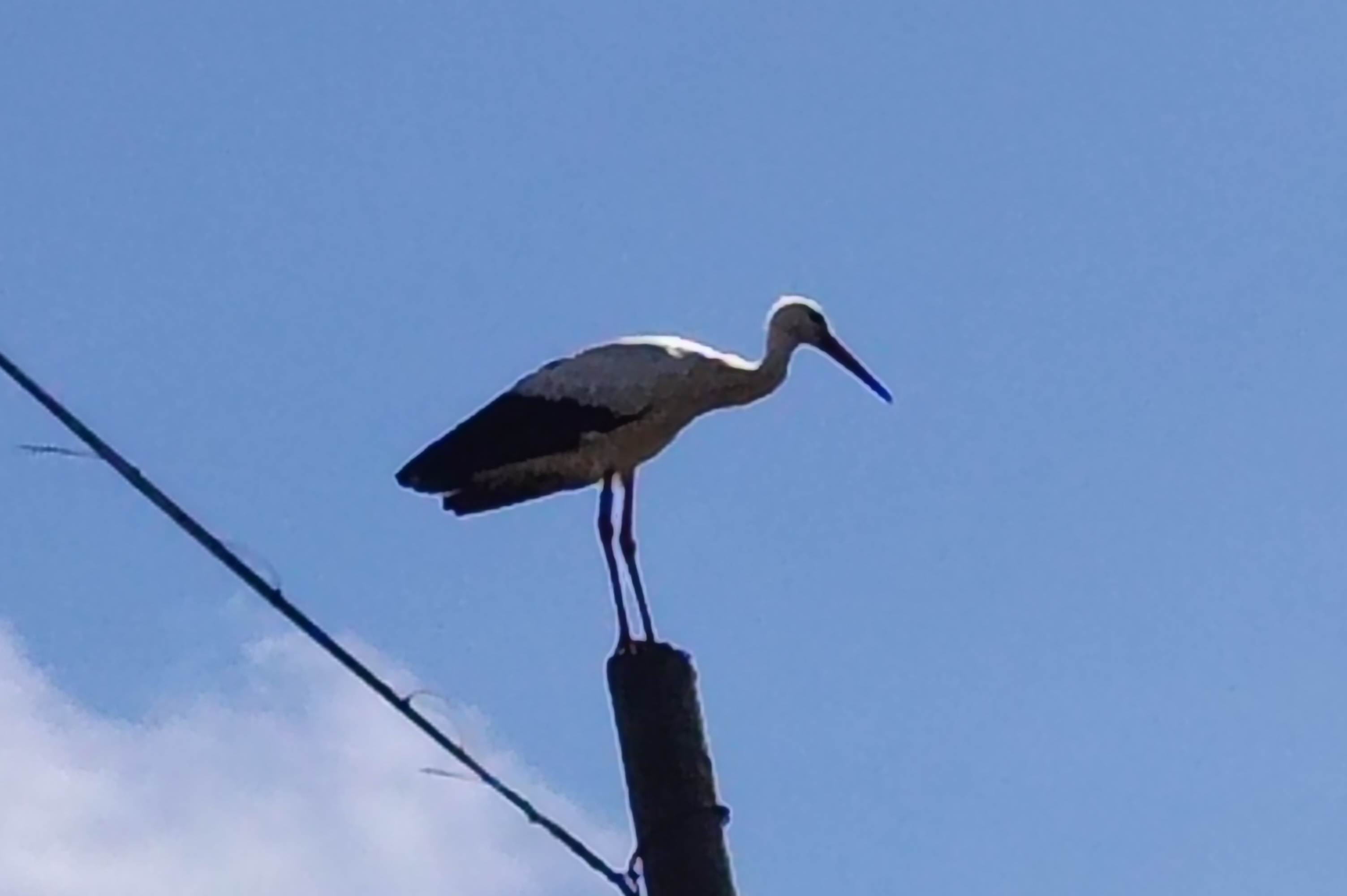 White Stork - Braunton Burrows - Devon Birds