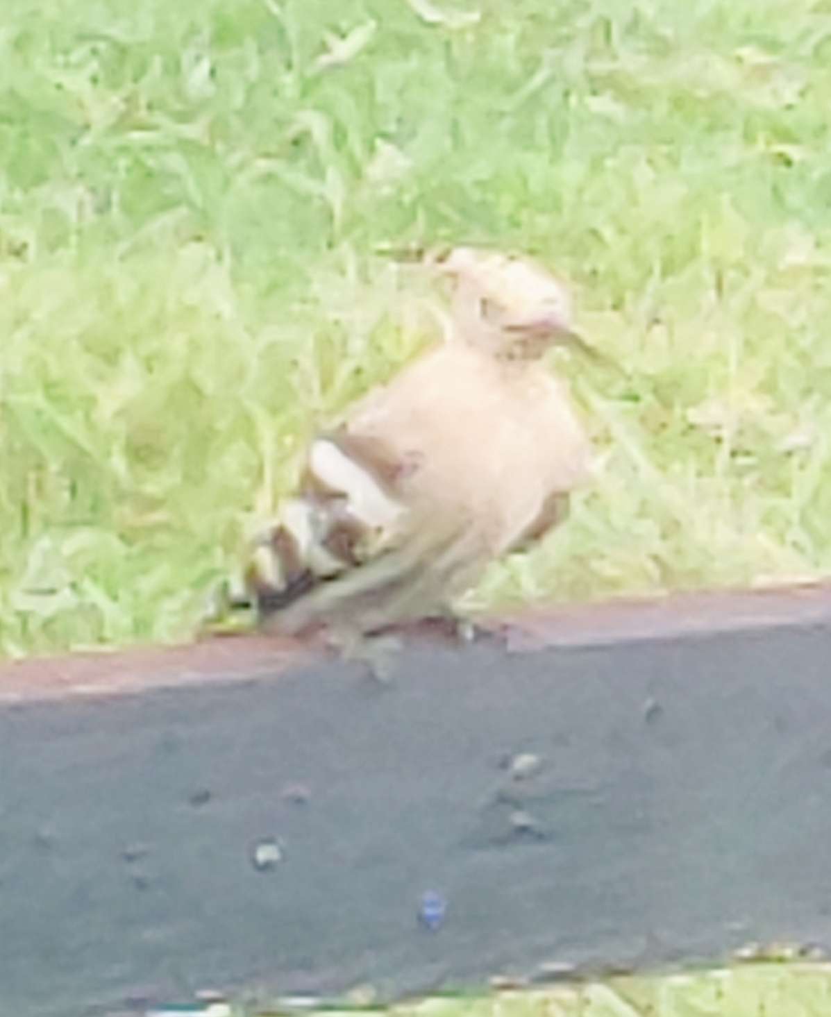 TQ7 2RB - Devon Birds