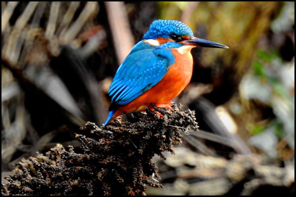 Bicclescombe Park - Devon Birds