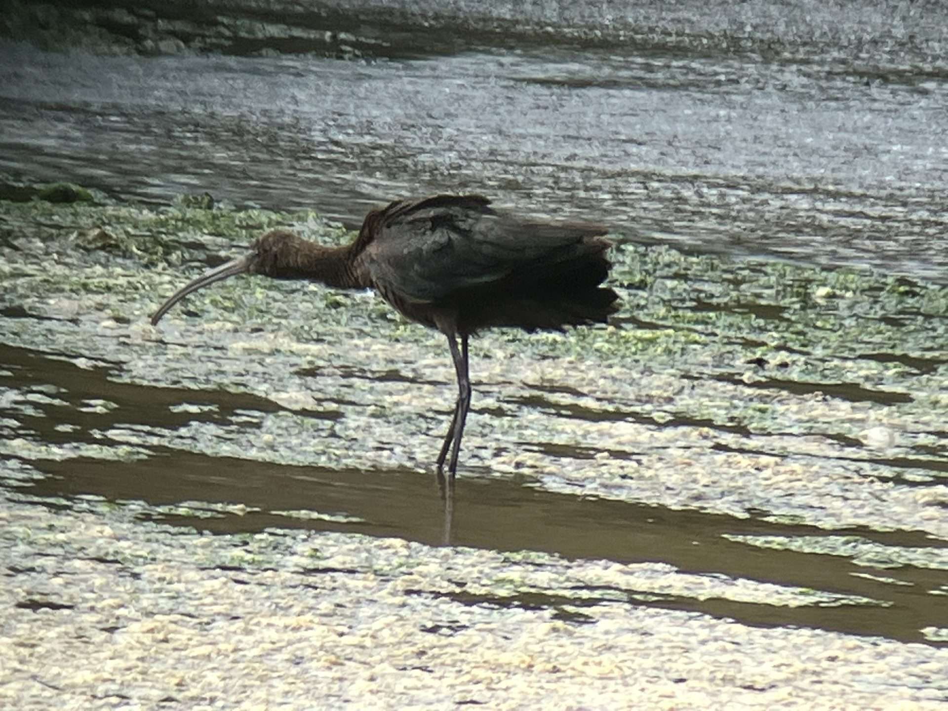 Plym Estuary & Saltram - Devon Birds