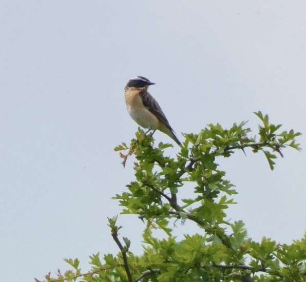 Warren House Area, Dartmoor - Devon Birds