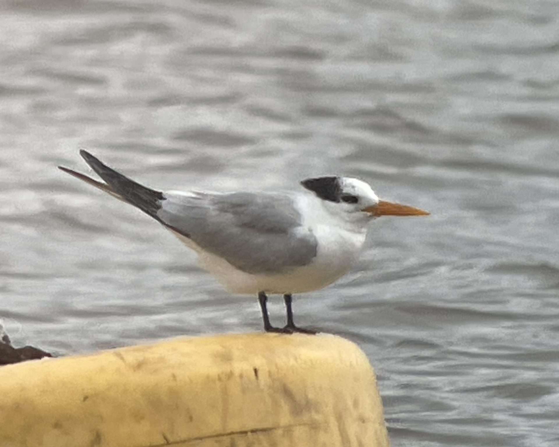 Exminster Marsh - Devon Birds