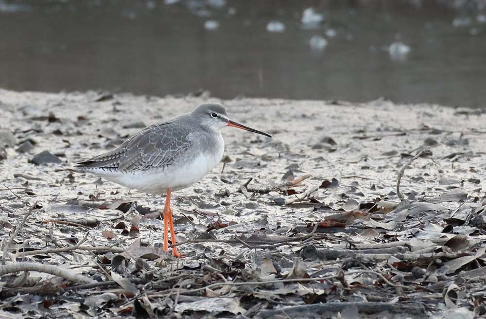 Fremington Pill - Devon Birds