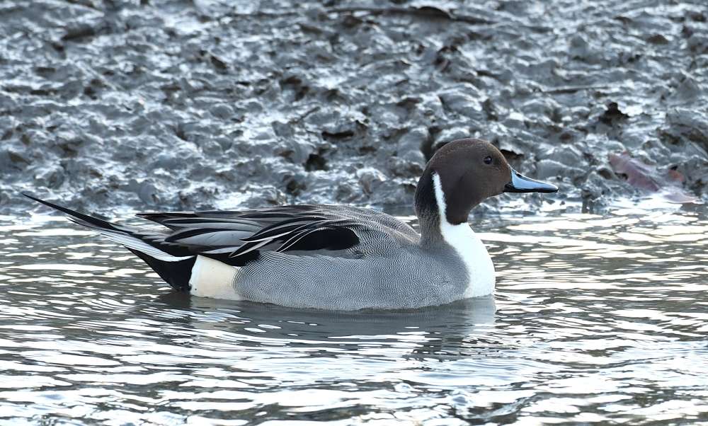Fremington Pill - Devon Birds