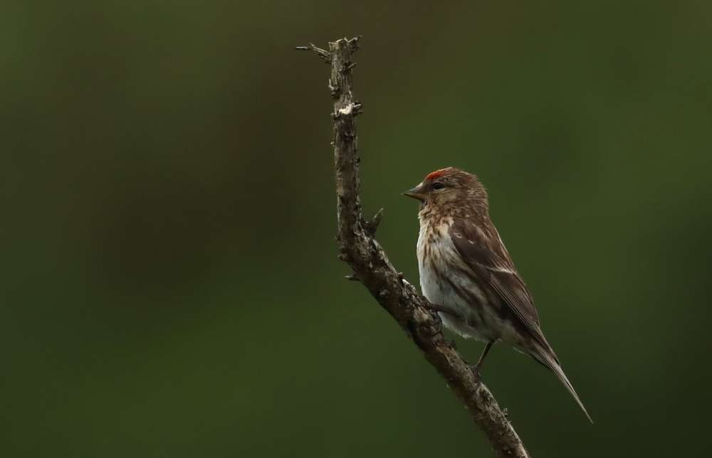 Bird Sightings - Devon Birds