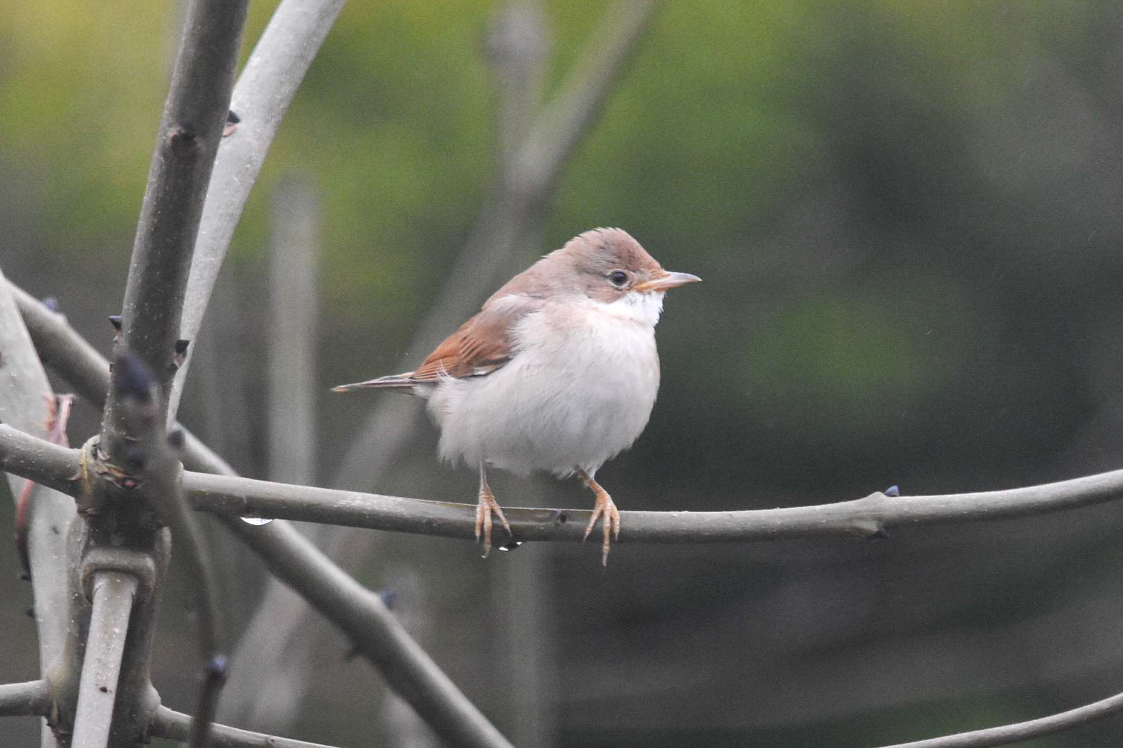 Colebrook Village - Devon Birds