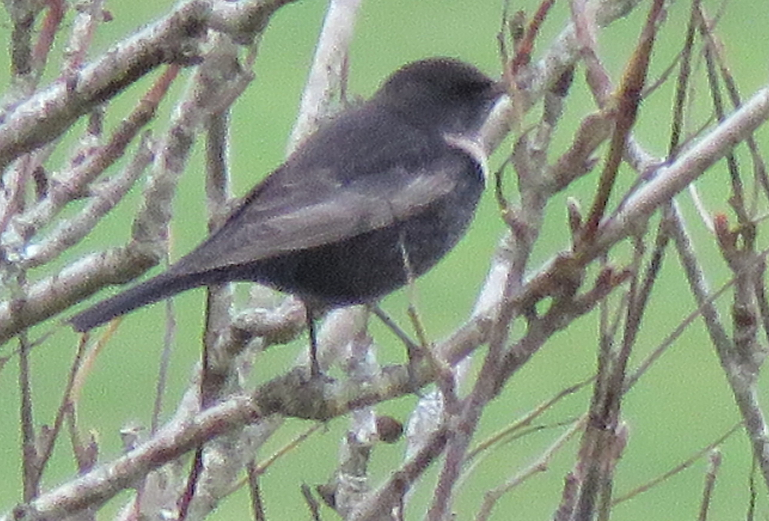 Avon Dam - Devon Birds
