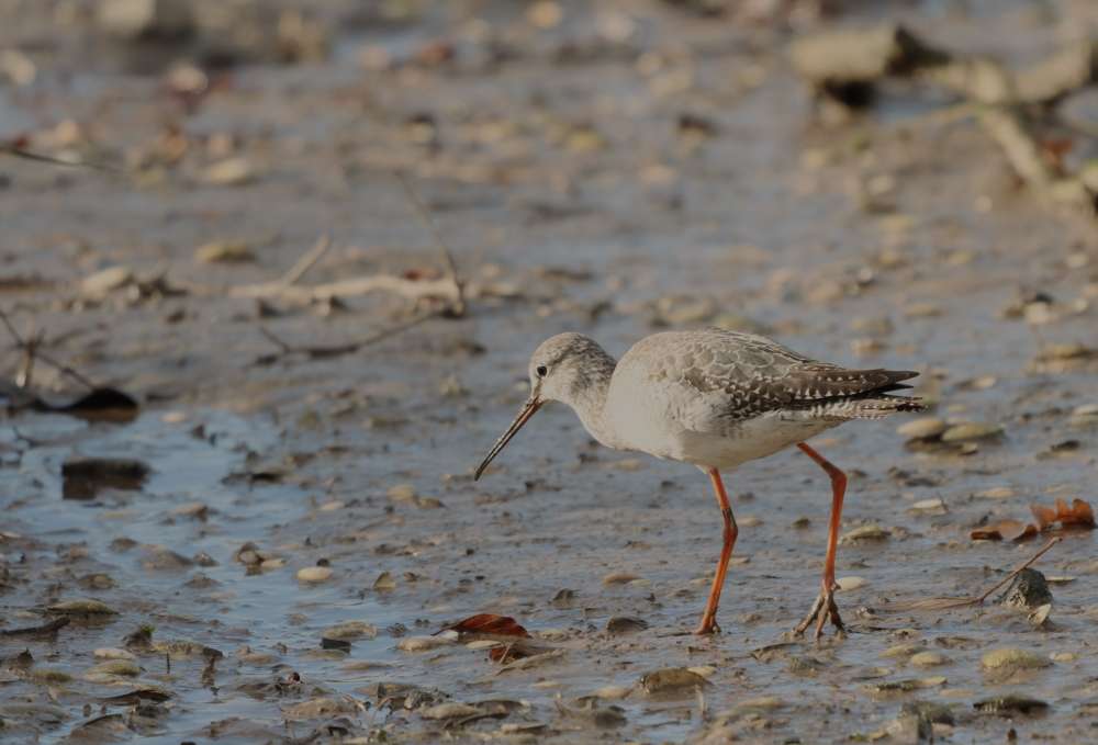 Fremington Pill - Devon Birds