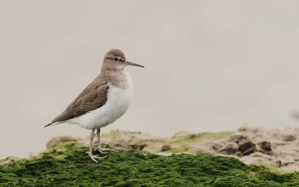 Bideford Quay - Devon Birds