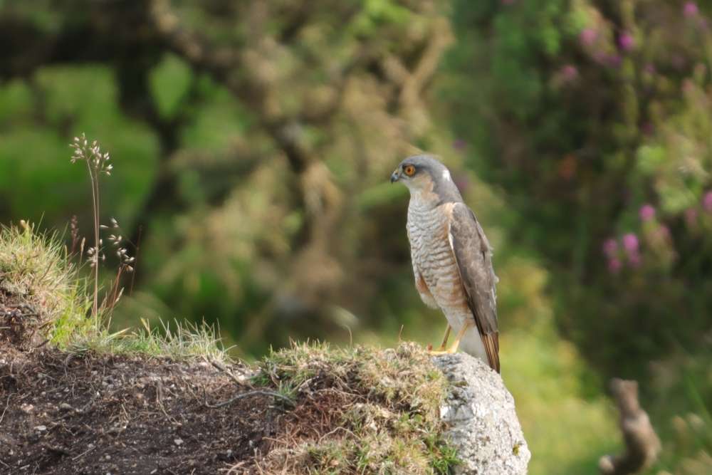 Dartmoor - Devon Birds