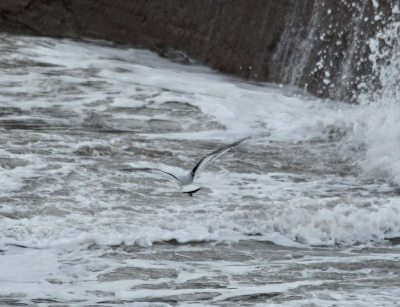 LITTLE GULL Teignmouth point - Devon Birds