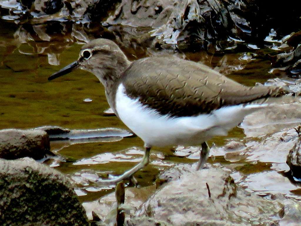 Bow Creek - Devon Birds