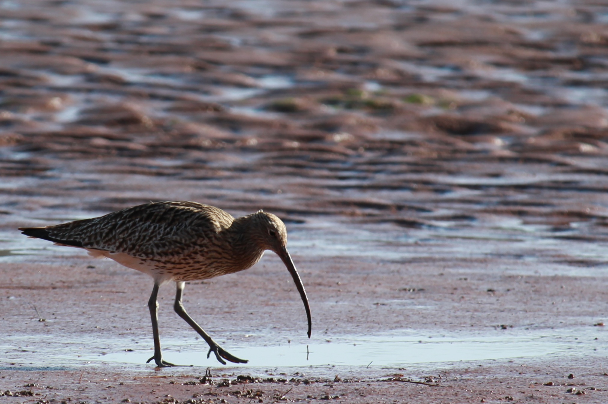 Otter estuary nature reserve - Devon Birds