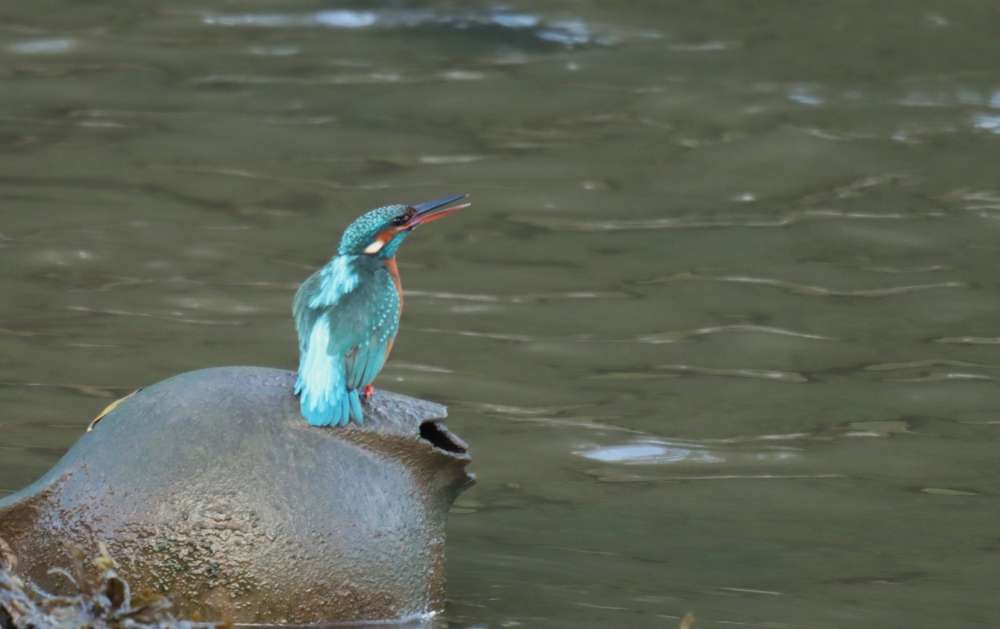 Fremington Pill - Devon Birds