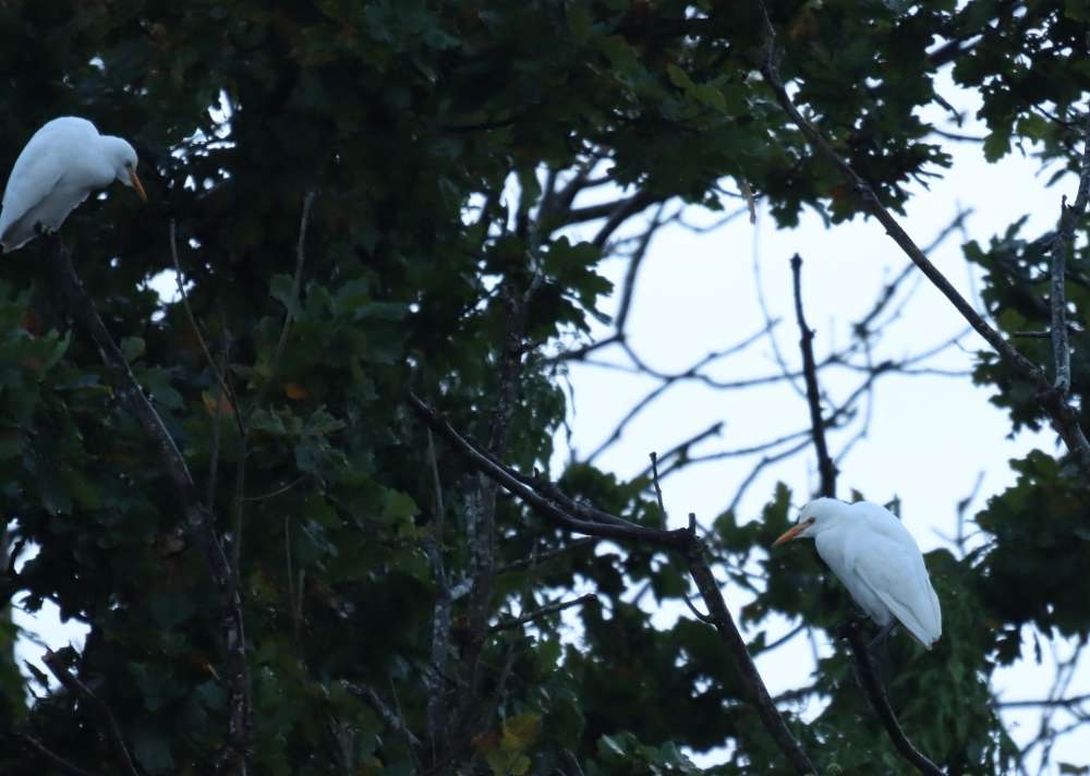 Fremington Pill - Devon Birds