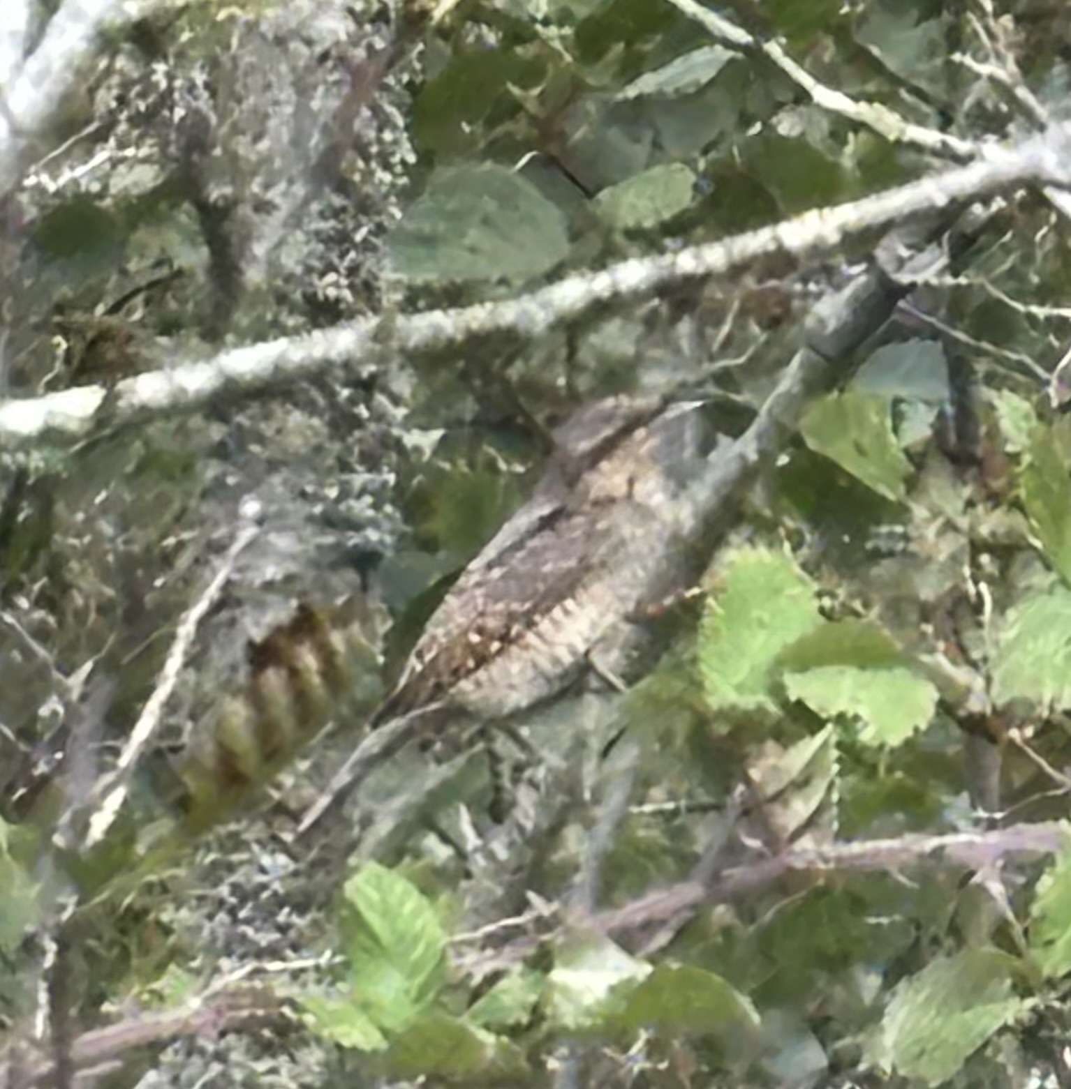 Wryneck - Northam Bideford - Devon Birds