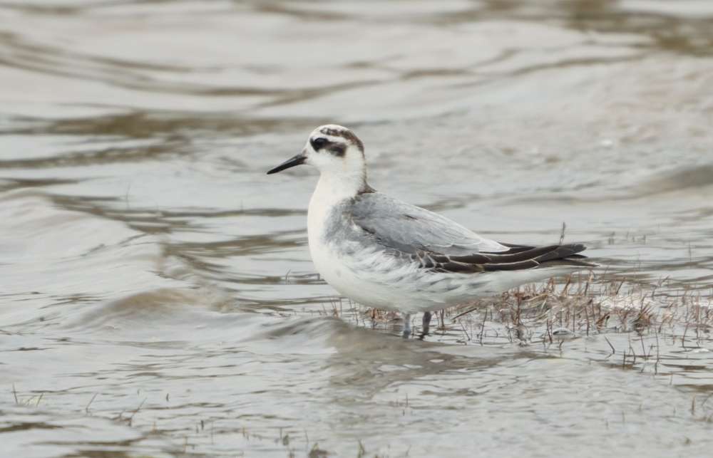 Fremington Pill and Skern Northam - Devon Birds
