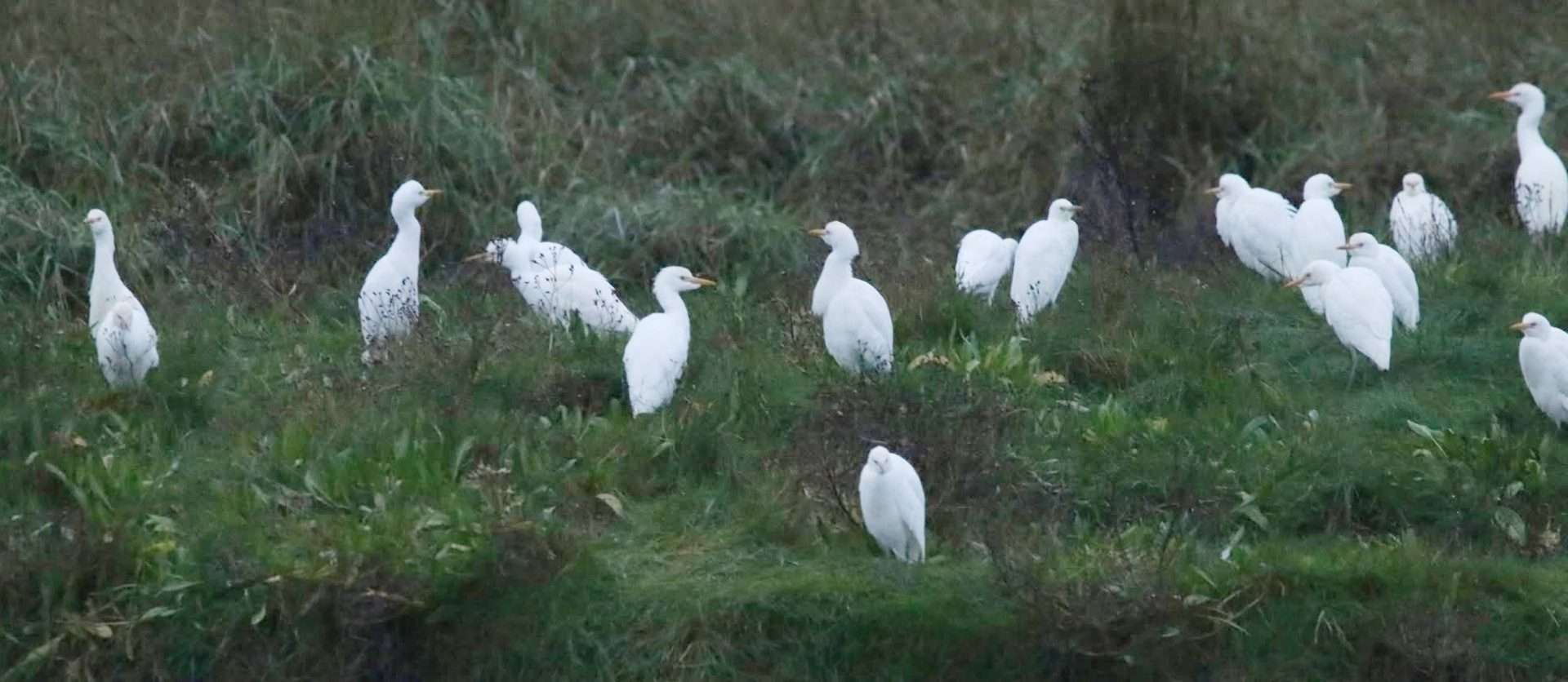 Fremington Pill - Devon Birds