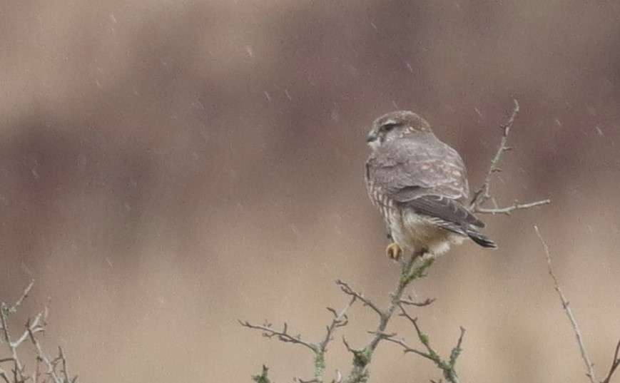Exmoor - Devon Birds
