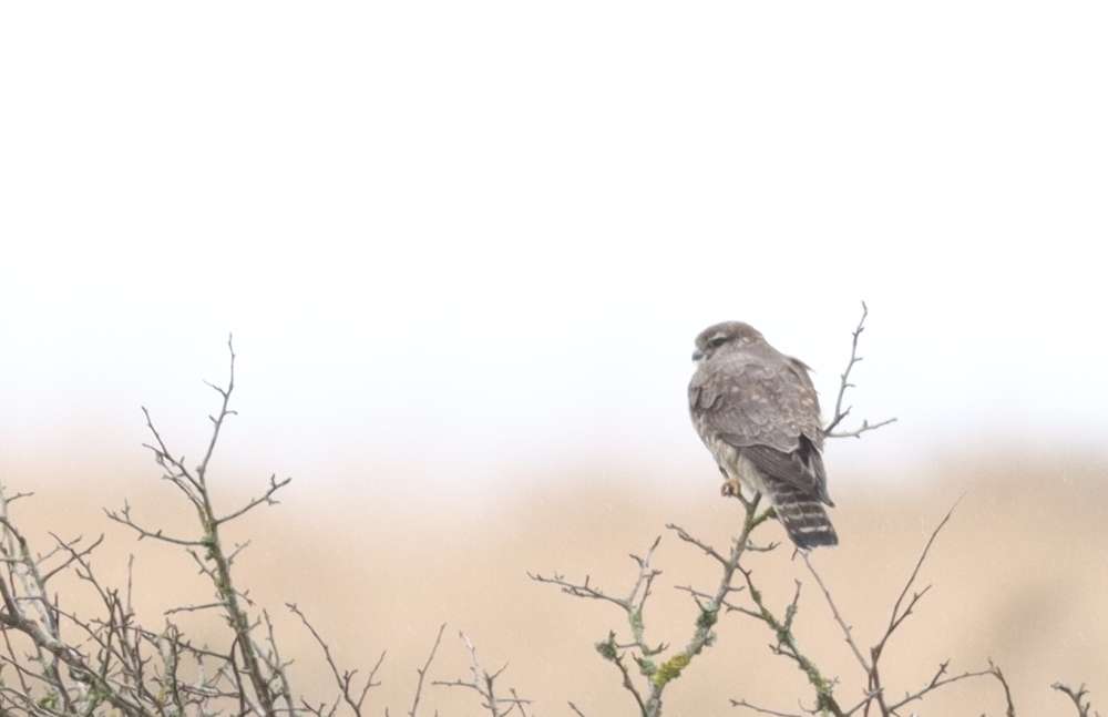 Exmoor - Devon Birds