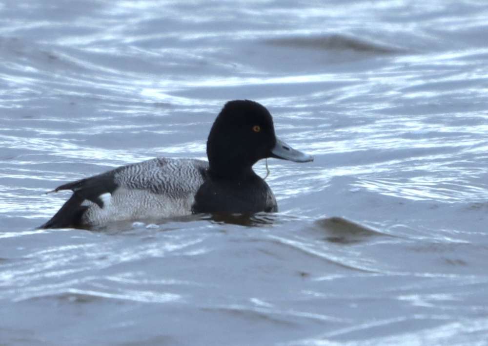 Skern Northam - Devon Birds