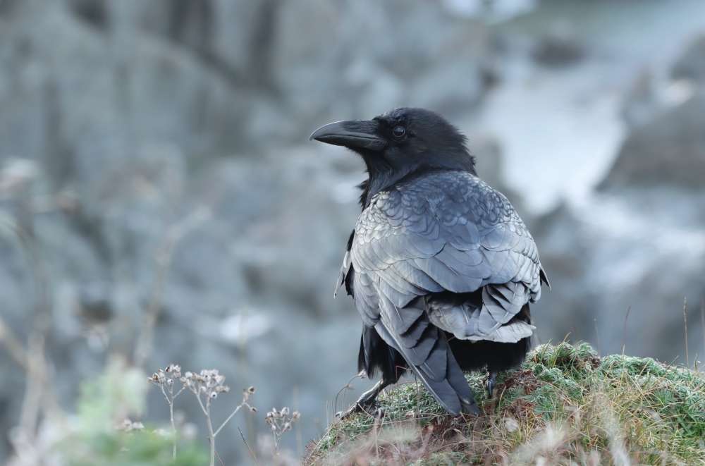 Woolacombe - Devon Birds