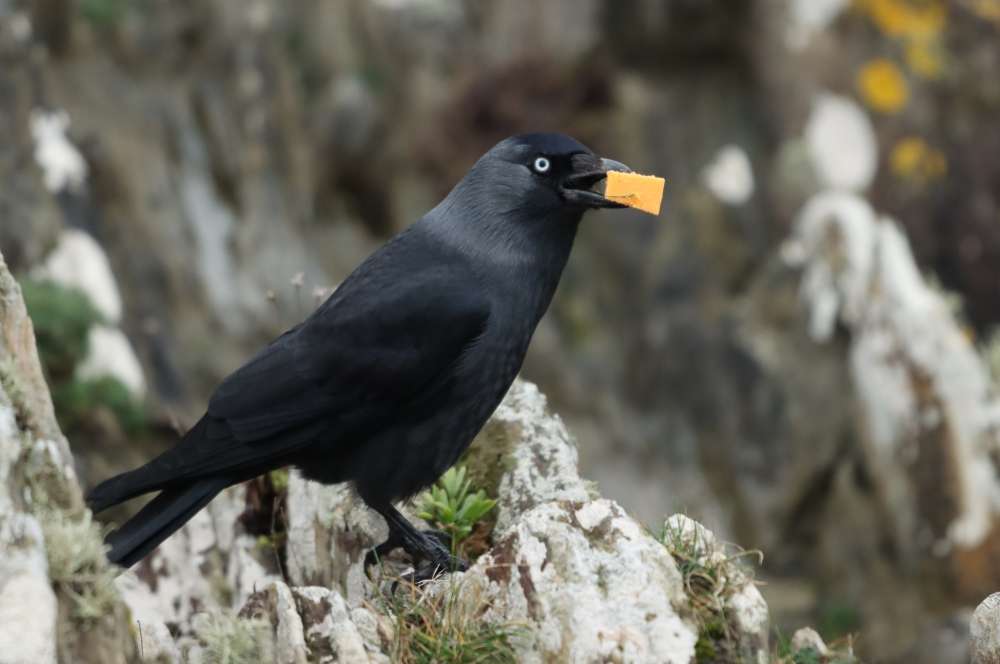 Woolacombe - Devon Birds