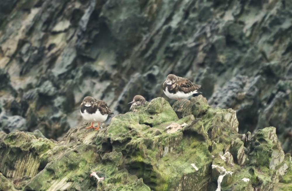 Woolacombe - Devon Birds