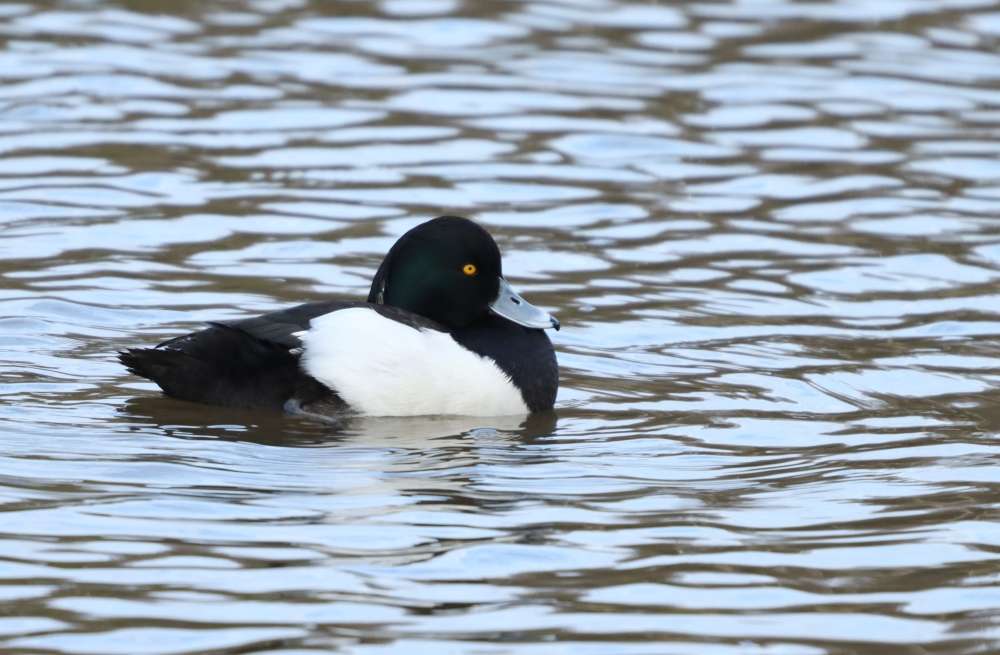 Bird Sightings - Devon Birds