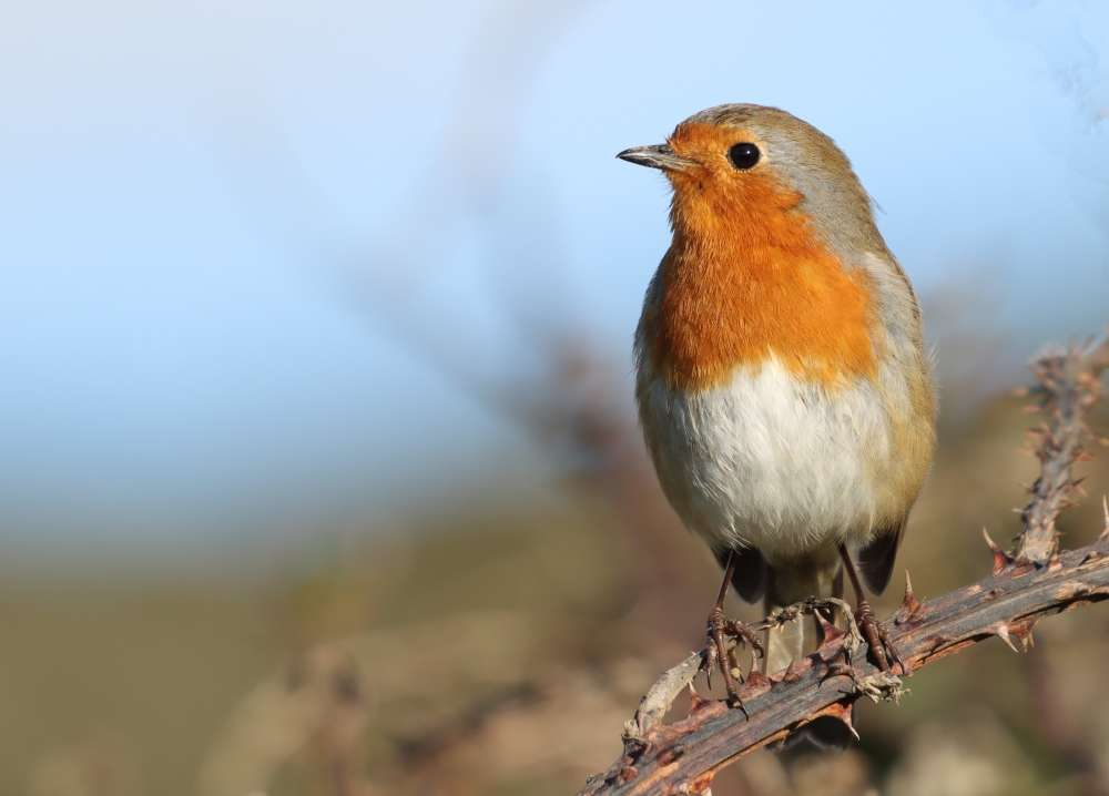 Woolacombe - Devon Birds