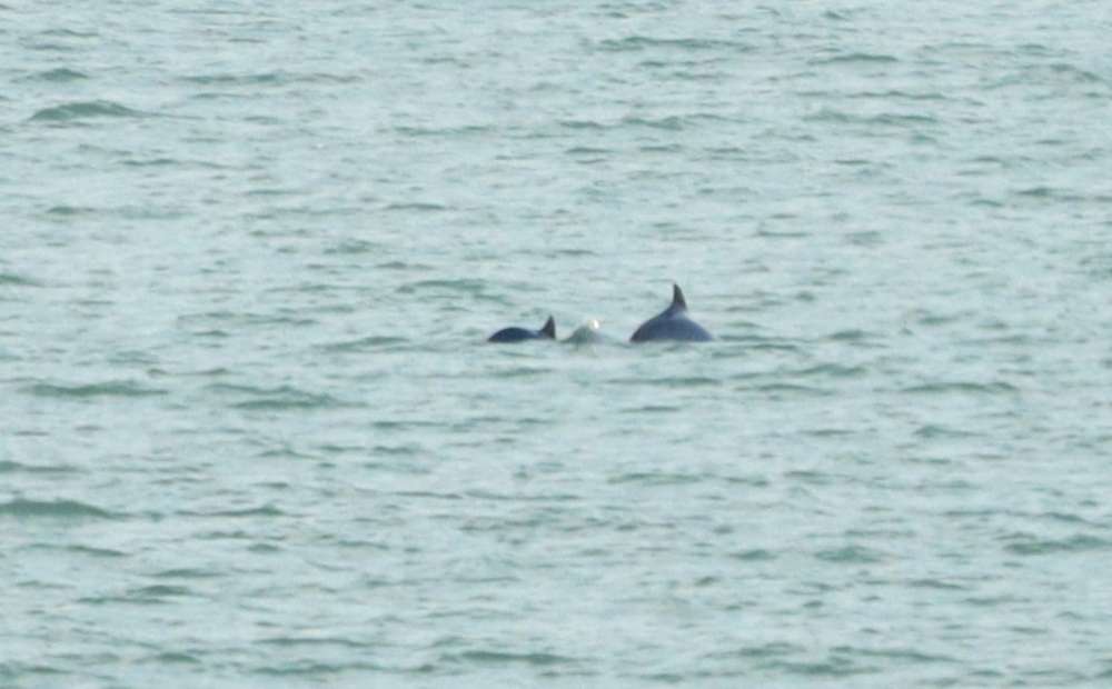 Woolacombe - Devon Birds