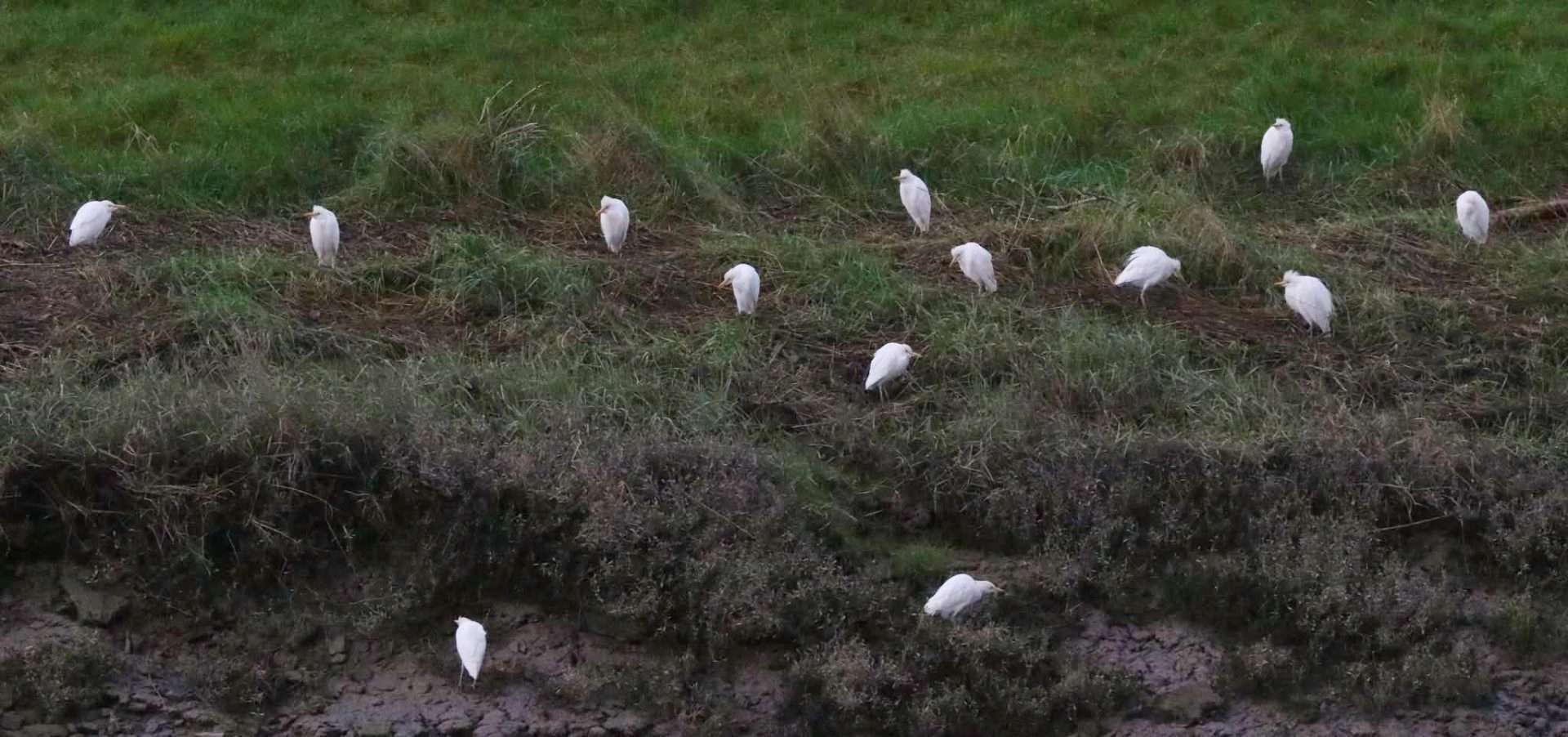 Fremington Pill - Devon Birds