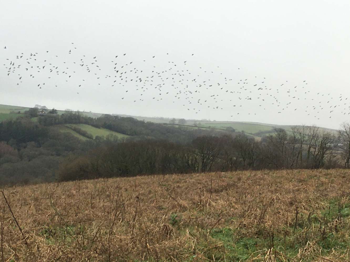 River Mole Valley - Devon Birds