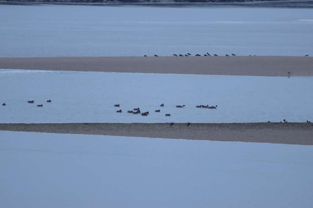 Heanton Court area - Devon Birds