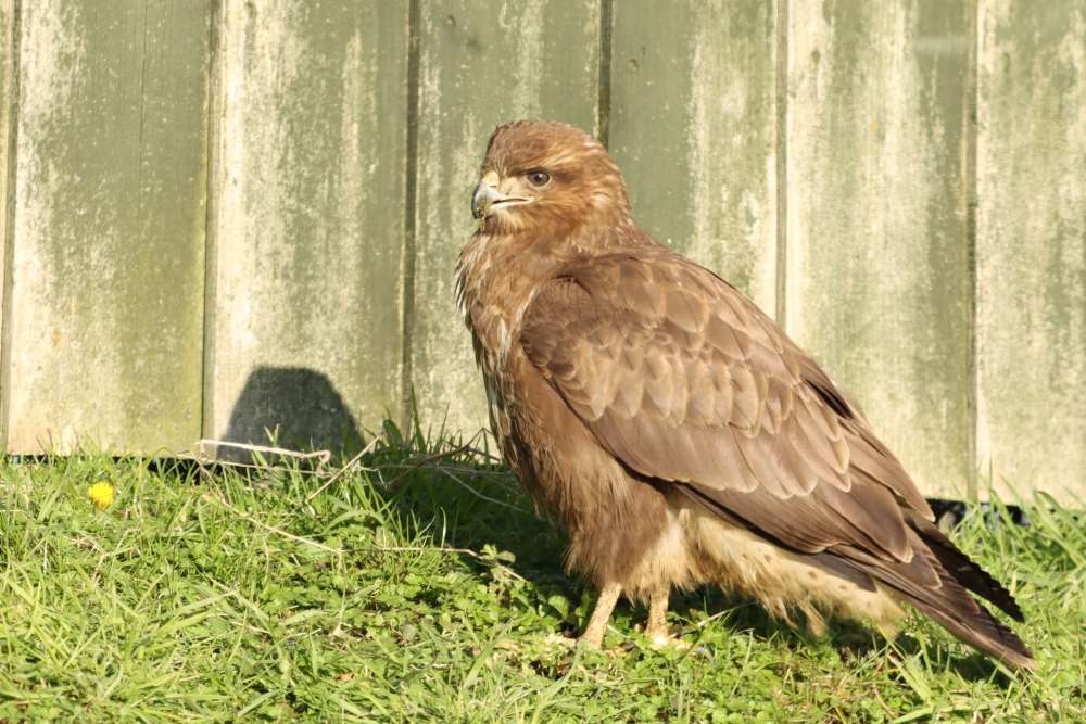 Woolacombe and Newbridge area - Devon Birds