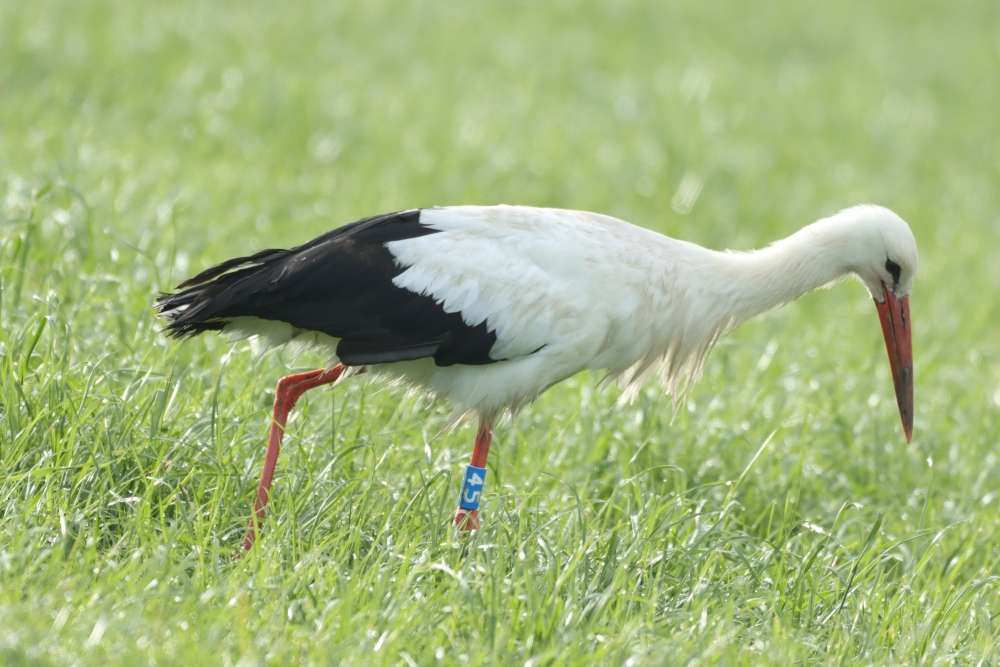 Mullacott - Devon Birds