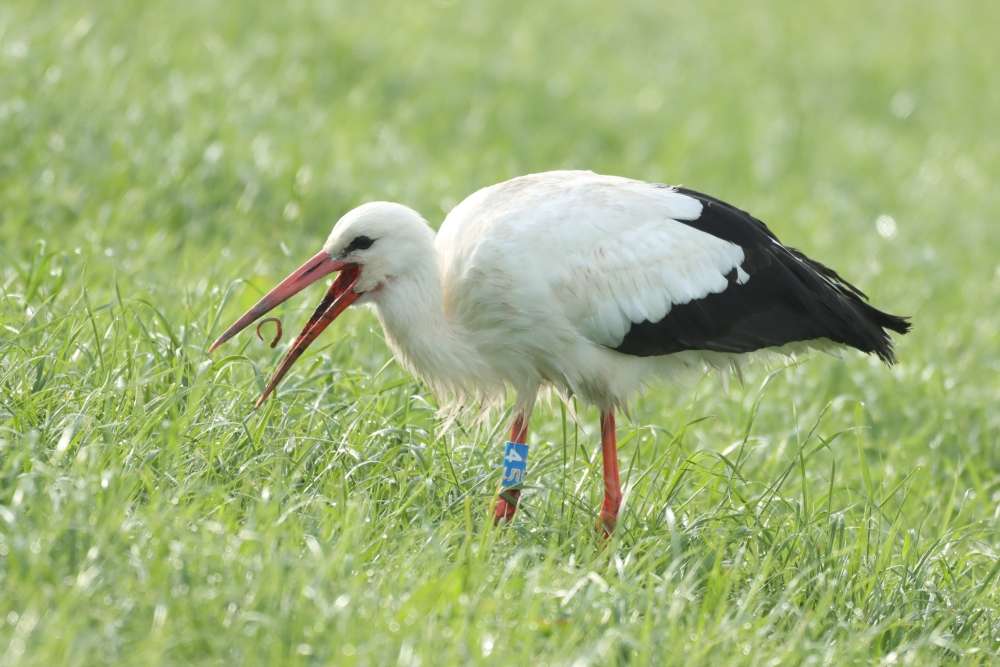 Mullacott - Devon Birds