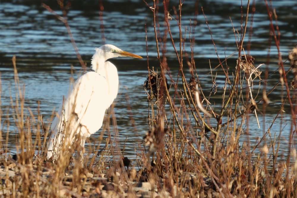 Woolacombe and Newbridge area - Devon Birds