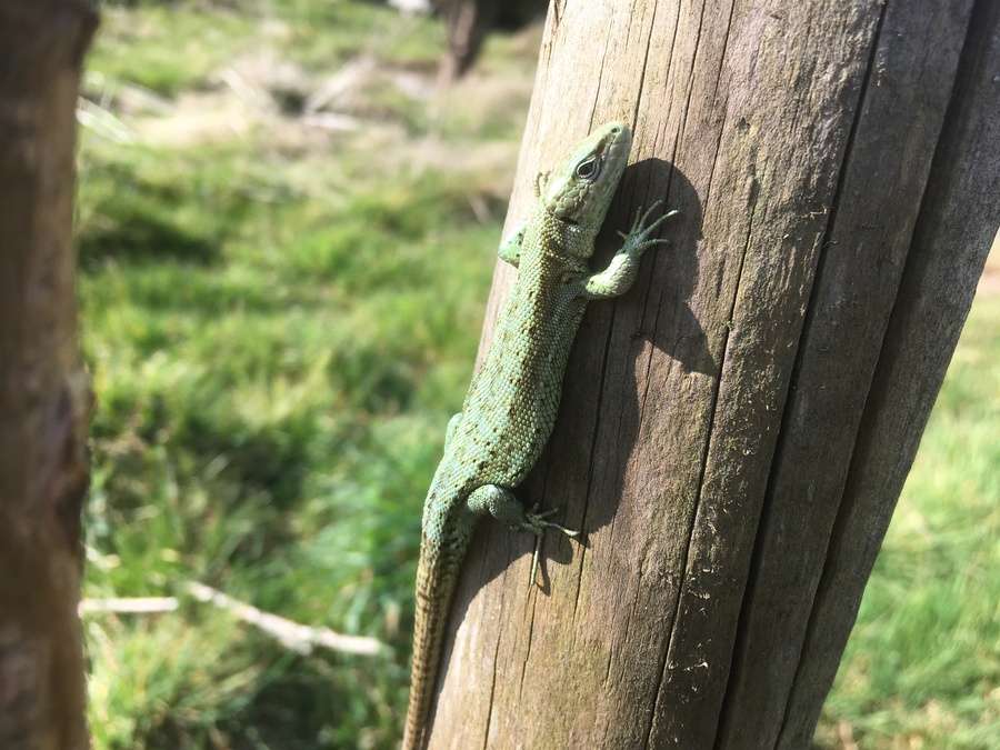 River Mole Valley - Devon Birds