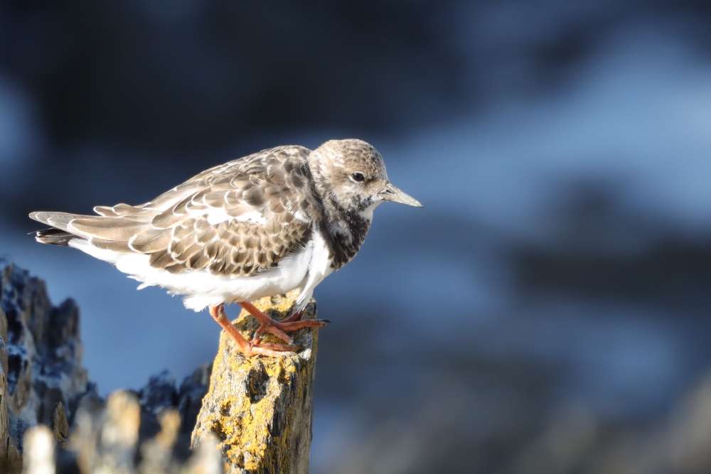Woolacombe - Devon Birds