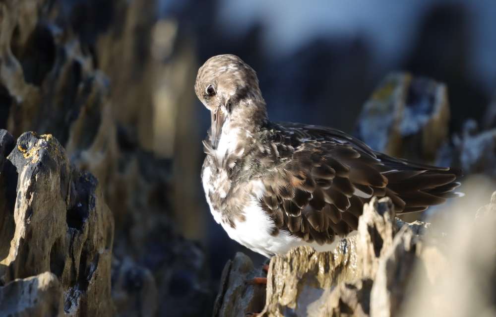 Woolacombe - Devon Birds