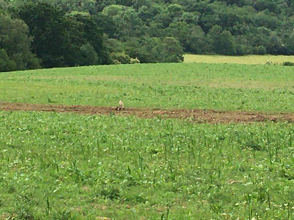 River Mole Valley - Devon Birds
