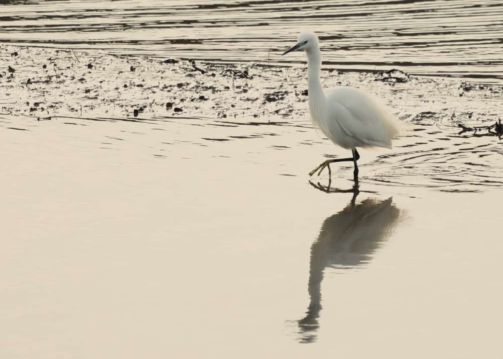 Fremington Pill - Devon Birds