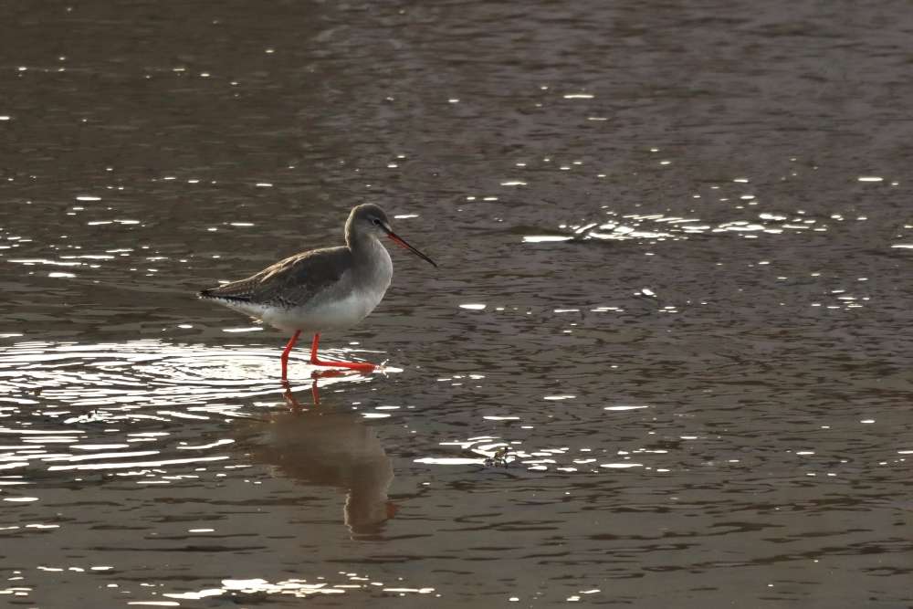 Fremington Pill - Devon Birds
