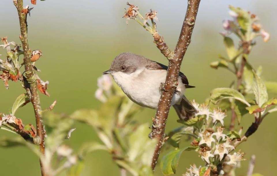 North Devon - Devon Birds