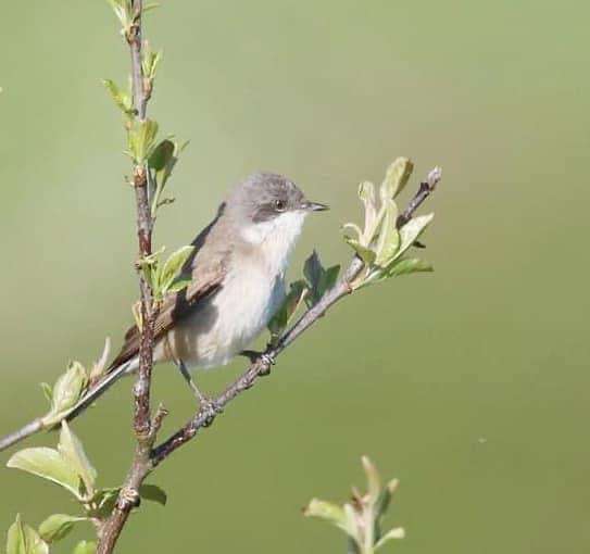 North Devon - Devon Birds