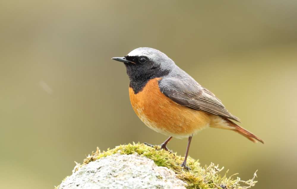 Emsworthy Mire - Devon Birds