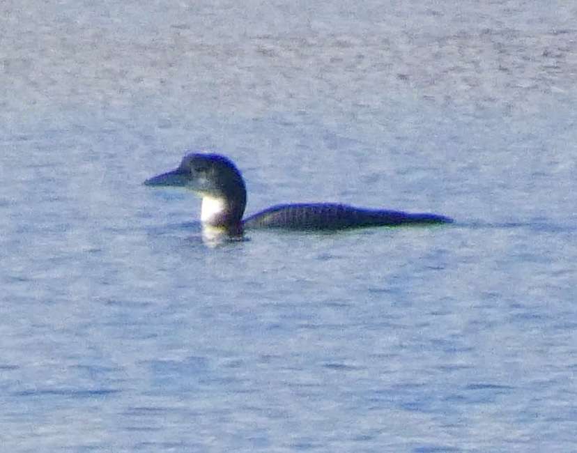 Plym Estuary - Devon Birds